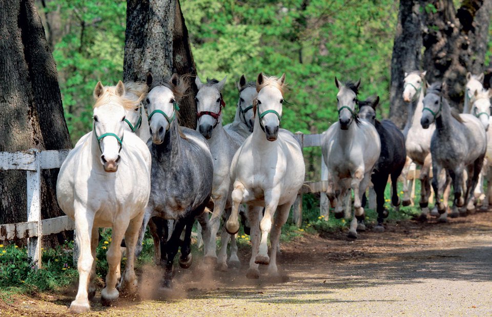 Lipica Stud Farm & Škocjan Caves - CroTrips